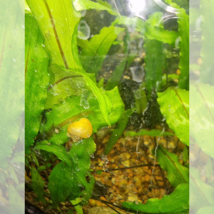 Улитки ампулярии аквариумные