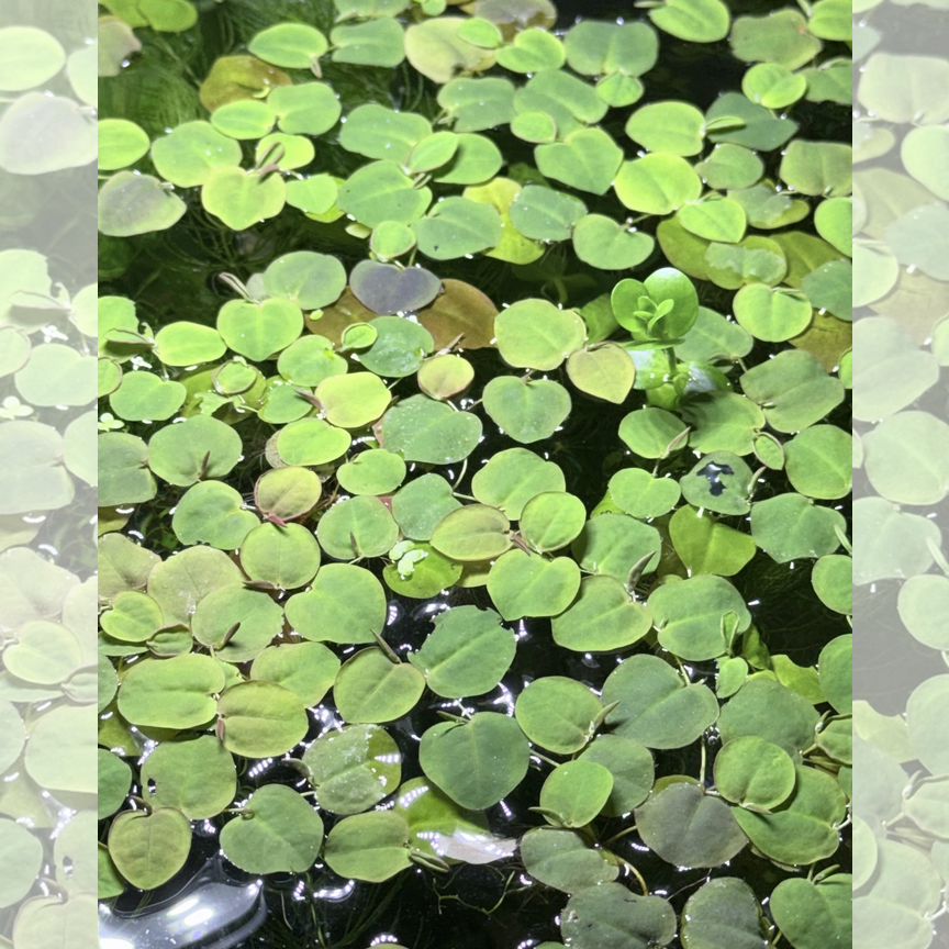 Филлантус плавающий