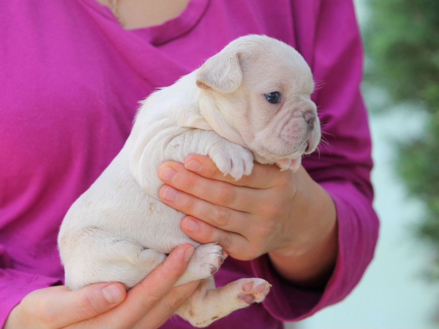 Изабелла подпал под кремом