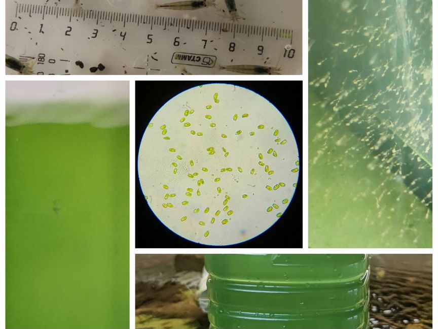 Тетраселмис, кревeтки Aманo