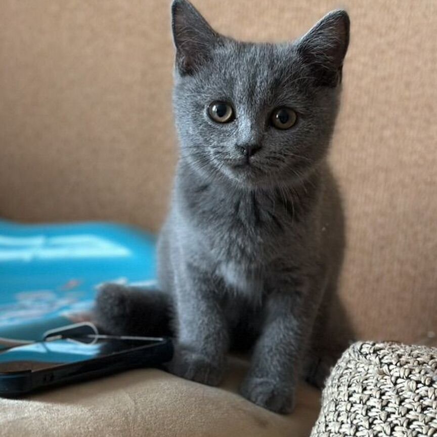 Шотландская кошка