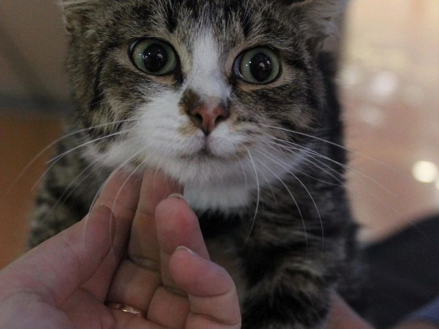 Котенок в хорошие ручки