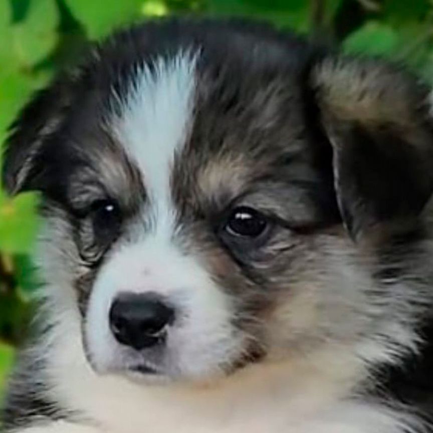 Вельш-корги пемброк щенок мальчик