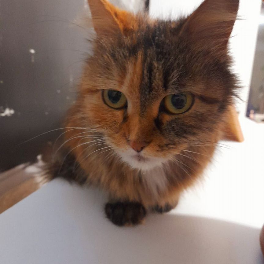 Кошечка в добрые руки