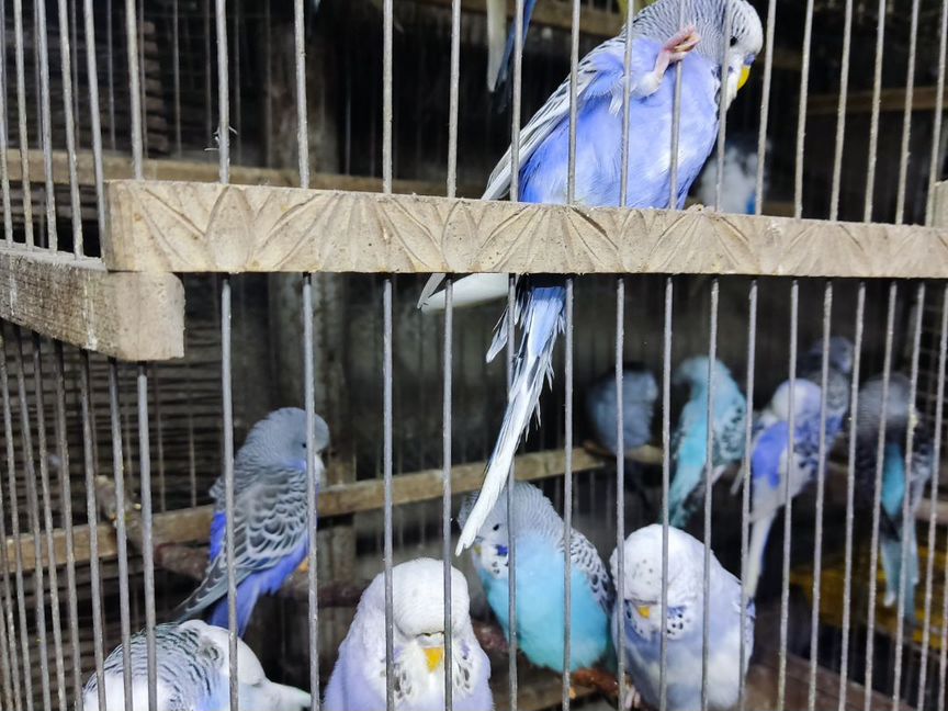 Волнистый попугаи, кореллы оптом