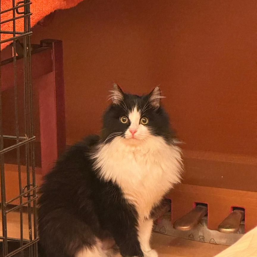 Черно-белая малышка ищет дом