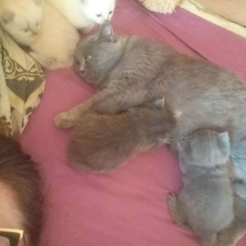 Британское чудо