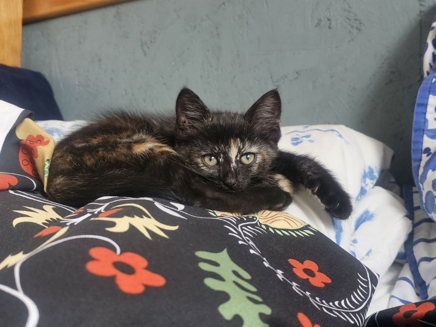 Котёнок 8 недель кошка
