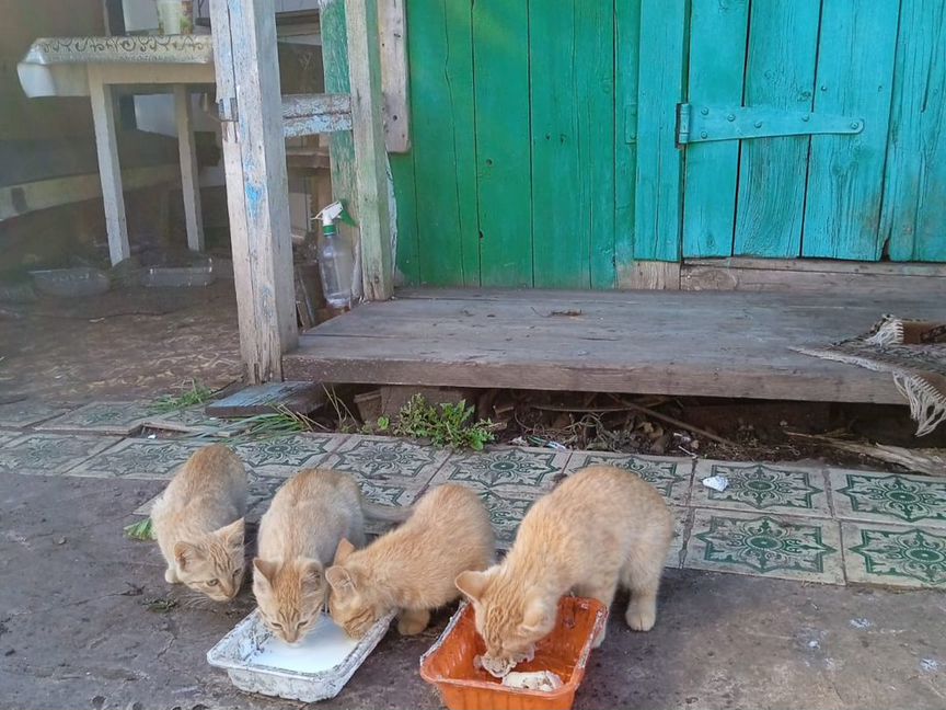 Котята рыжие бесплатно