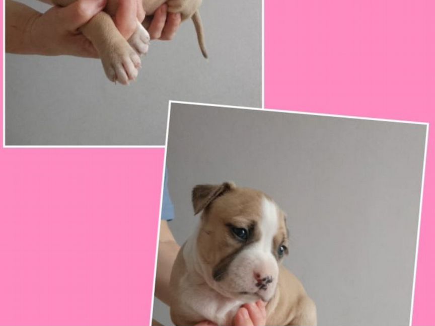 Щенки стафа