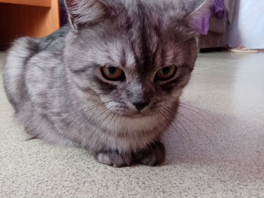Шотландский прямоухий кот