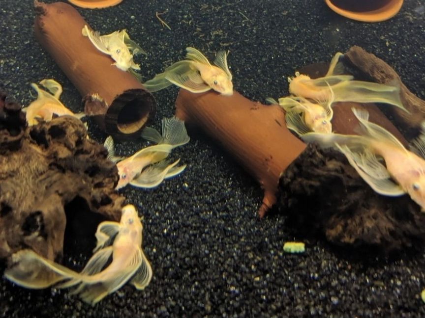 Коряги для аквариума, террариума, полюдариума