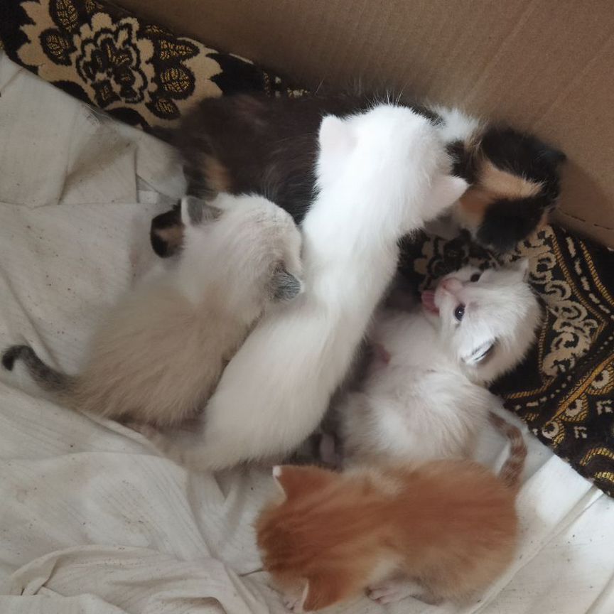Котята в добрые руки