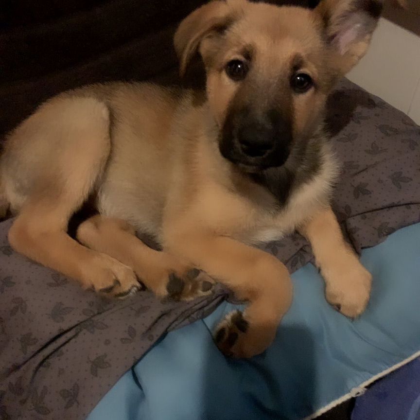 Отдам в добрые руки маленького шенка