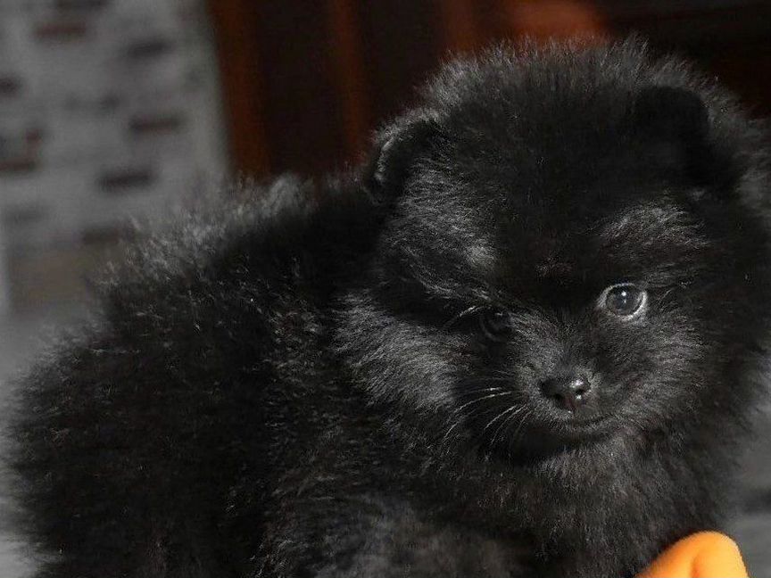 Померанский шпиц