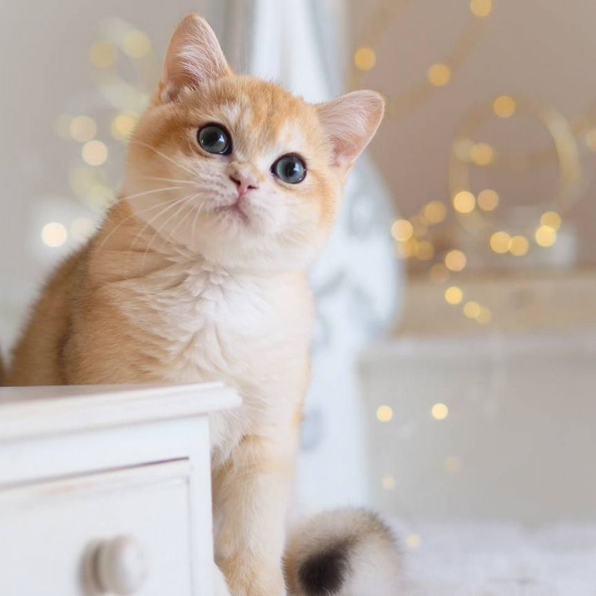 Британский котенок Импульс