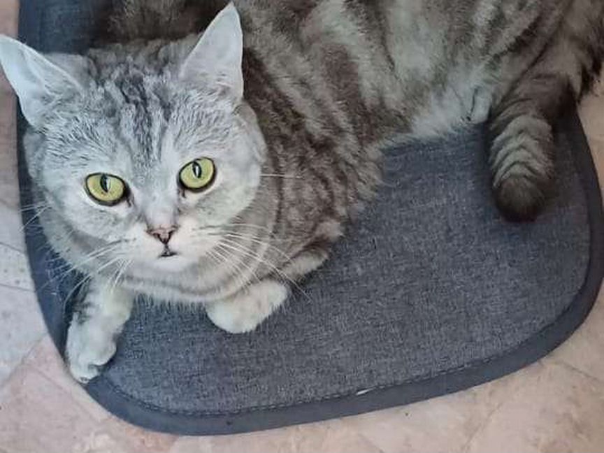 Отдам в добрые и надёжные руки кошечку Люсю