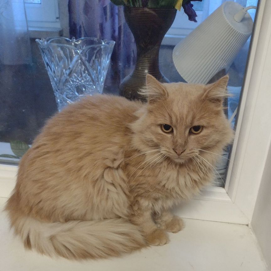 Персик ищет дом