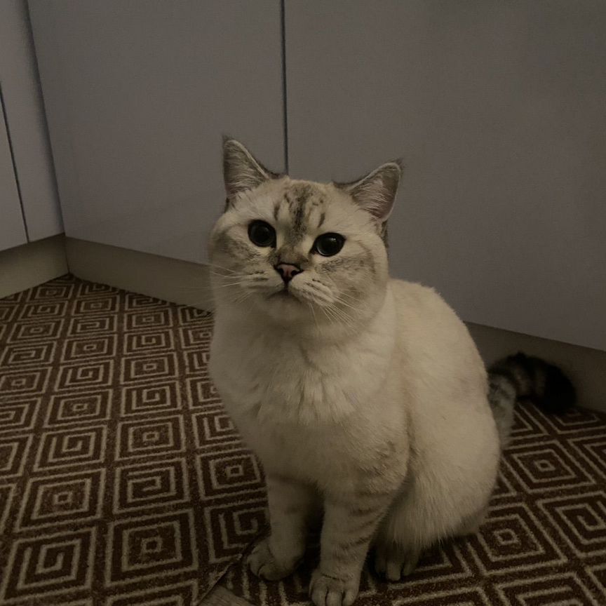 Скотиш страйт вязка