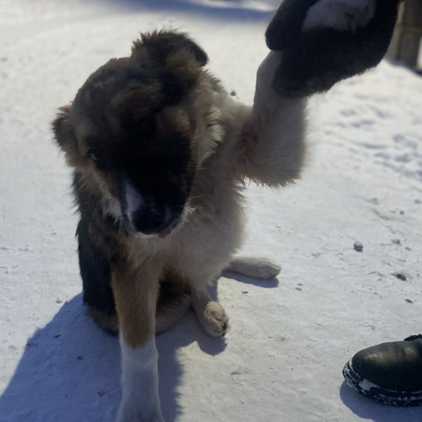 Щенок в добрые руки