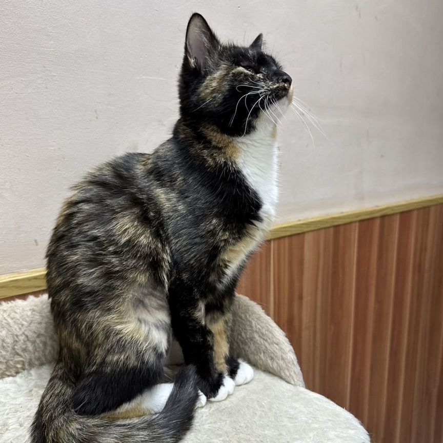 Котенок девочка 7 мес