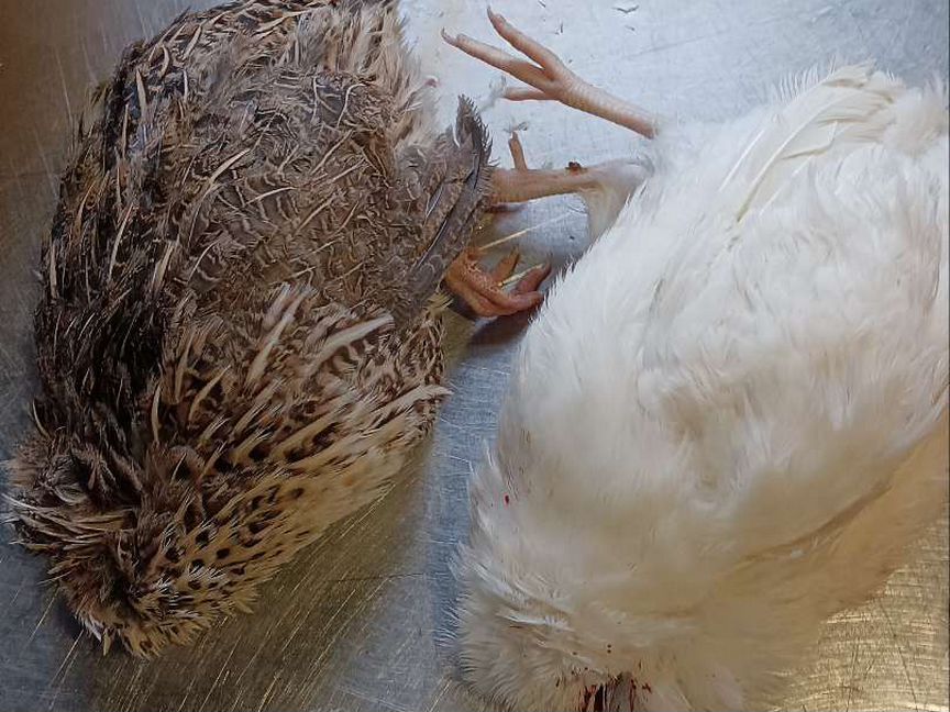 Мясо для домашних Хищников