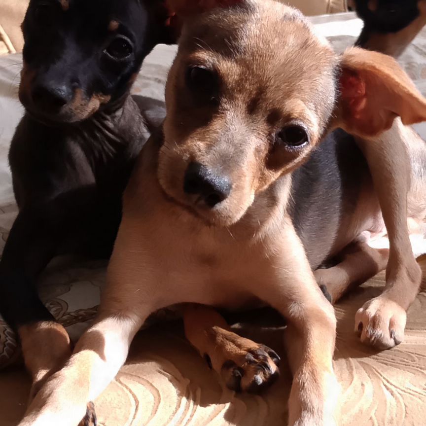 Собака в добрые руки щенок