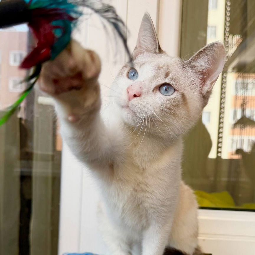 Тайский котёнок