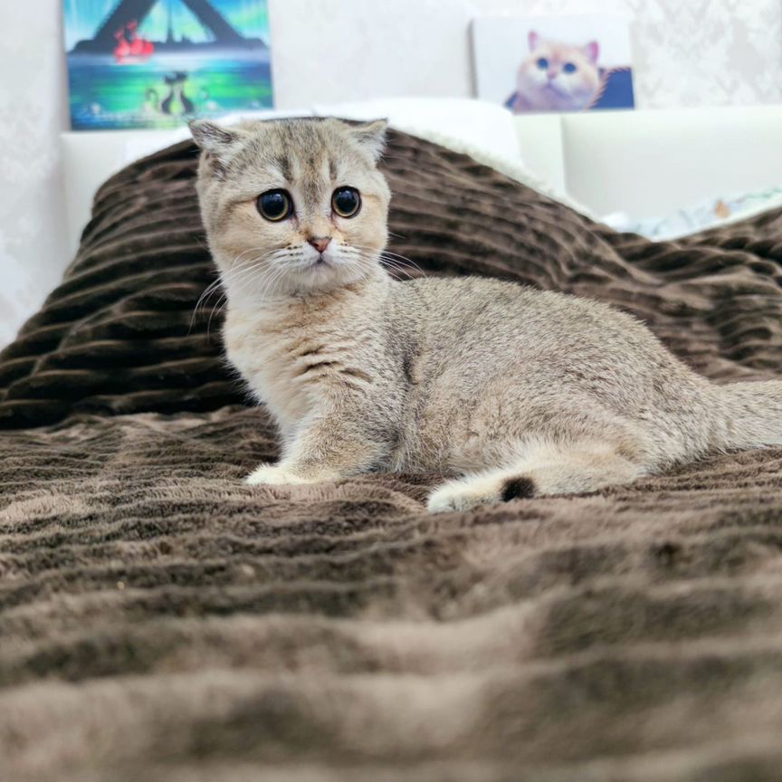 Коротколапка