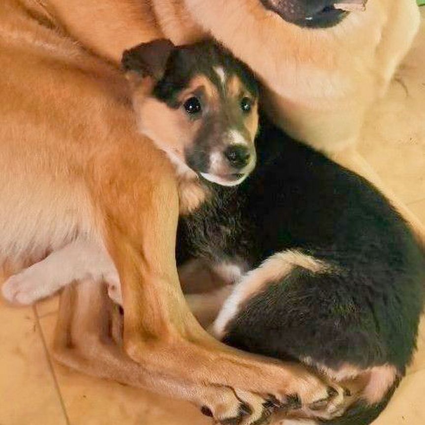 Щенок в добрые руки бесплатно Челябинск (Шкода)