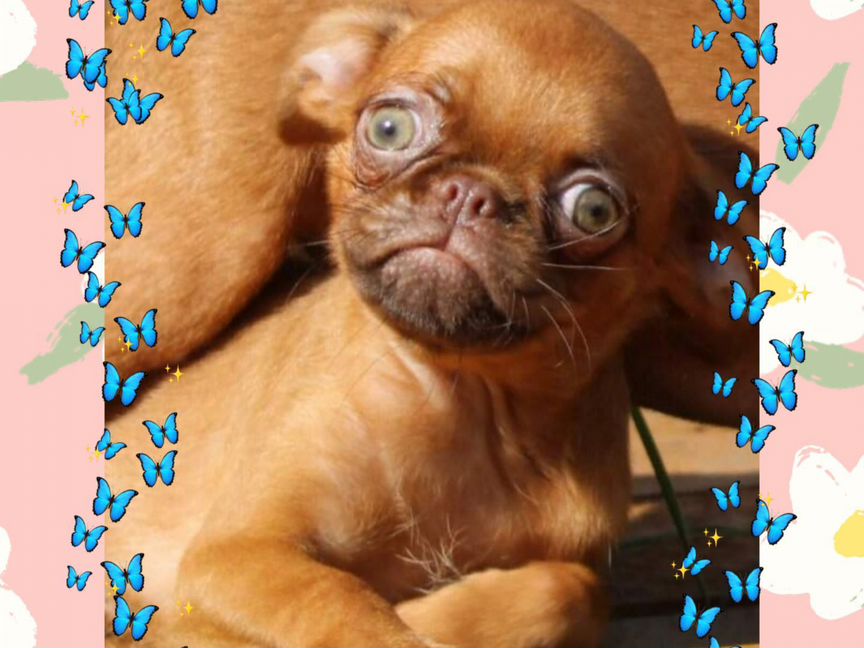 Пти брабансончики эксклюзивчики