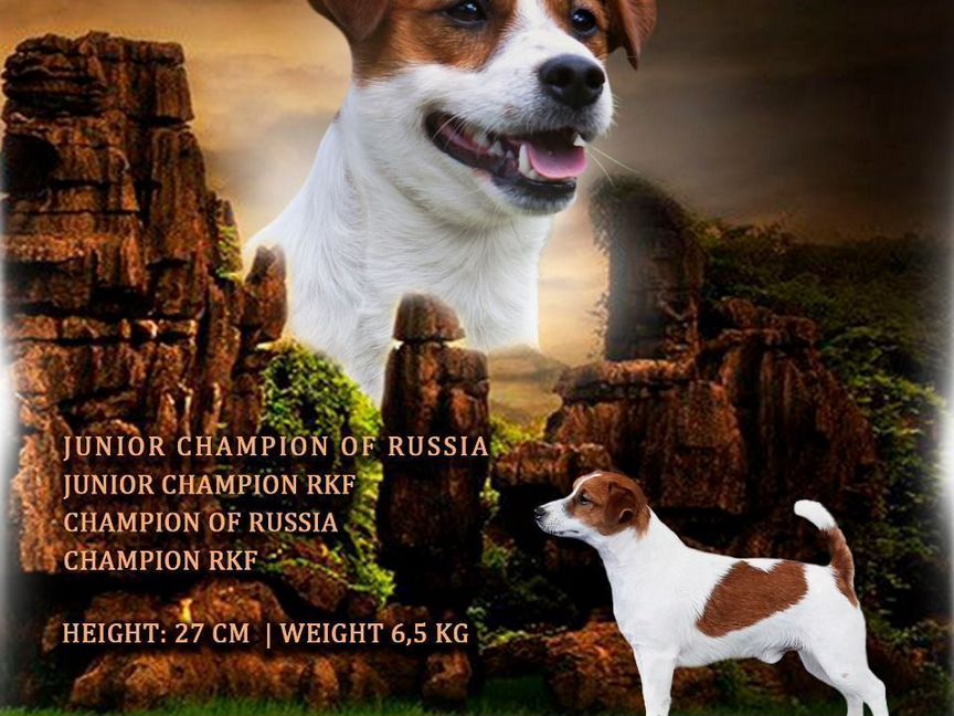 Щенки Джек рассел терьер