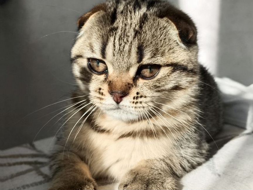 Кошка британка