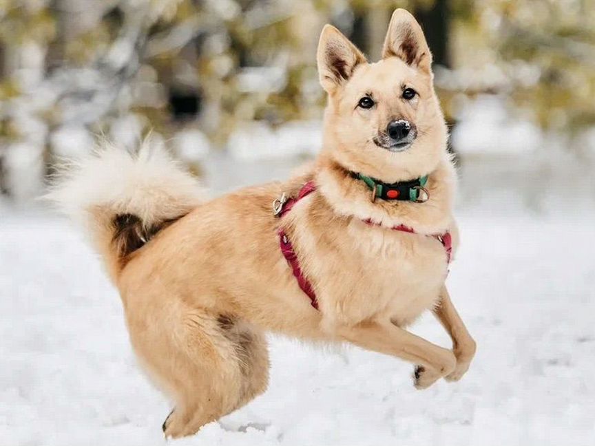 Собака из приюта ищет дом