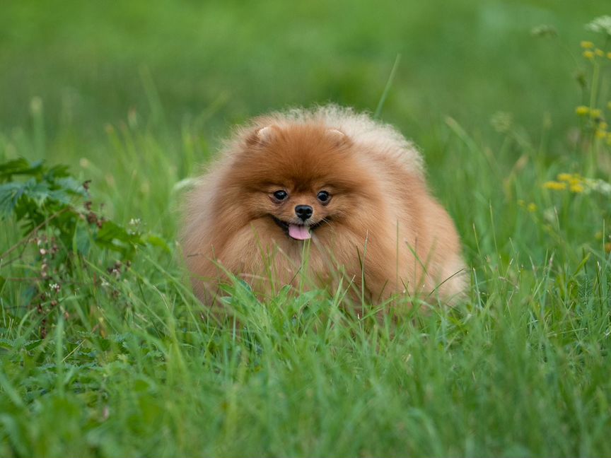 Померанский шпиц мини