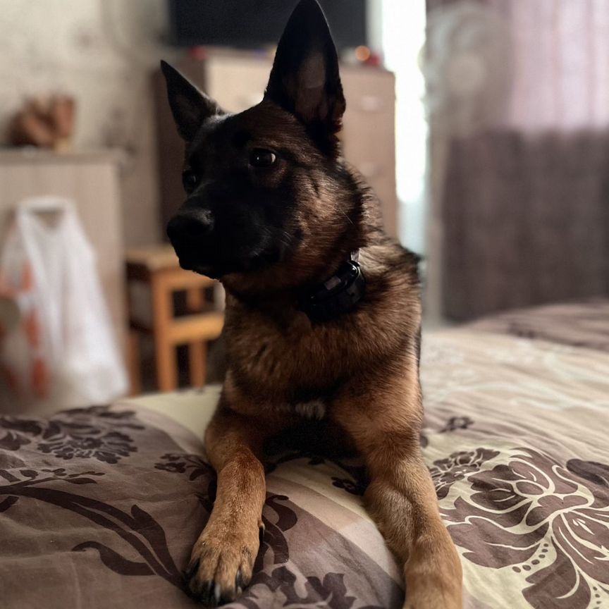 Взрослая собака в добрые руки