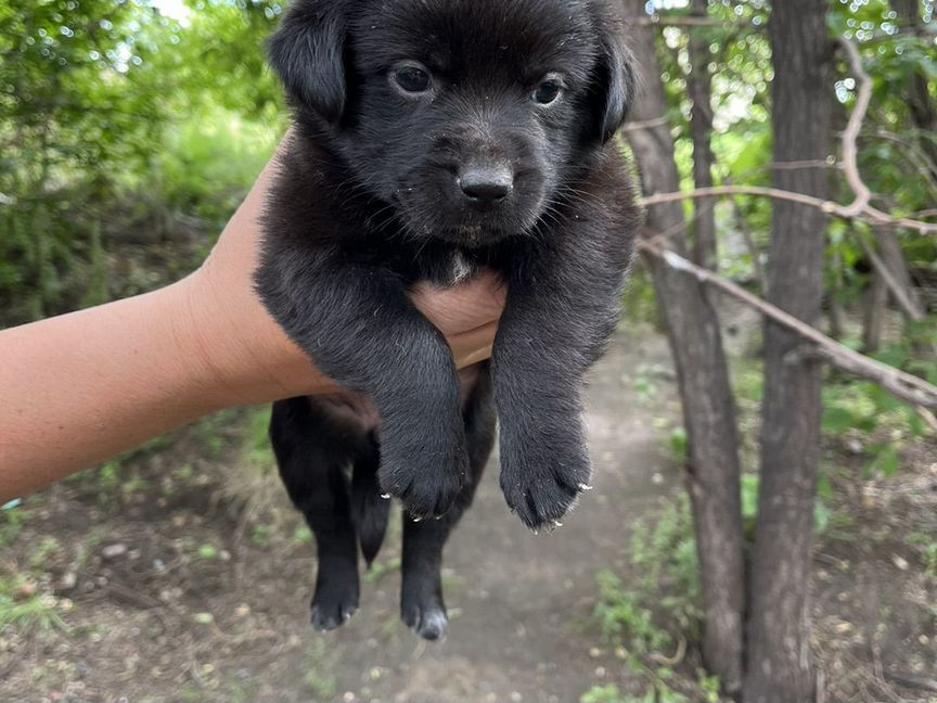 Собака