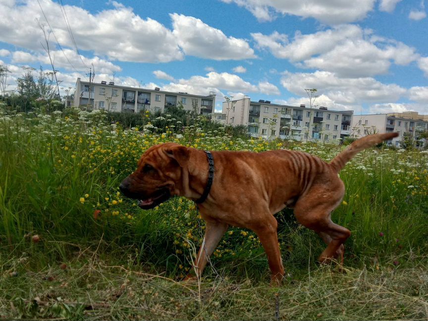 Помесь лабрадора и шарпея