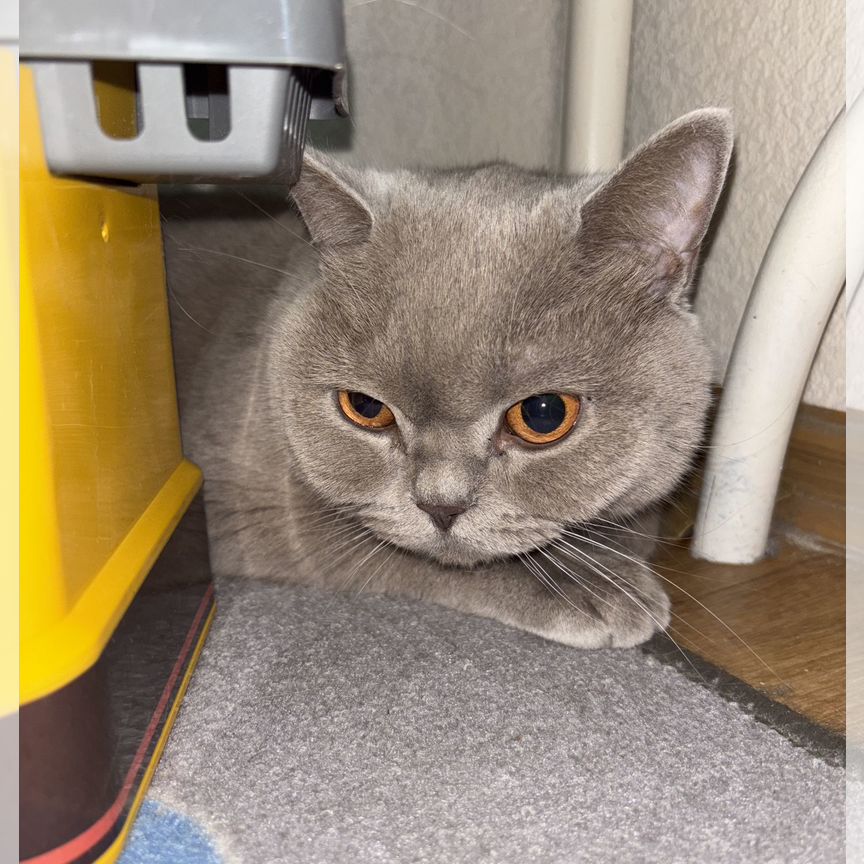 Британский короткошёрстный кот, взрослый