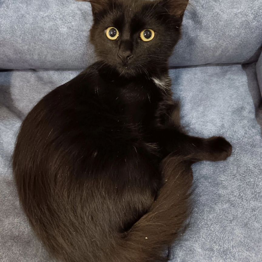 Котенок Леон