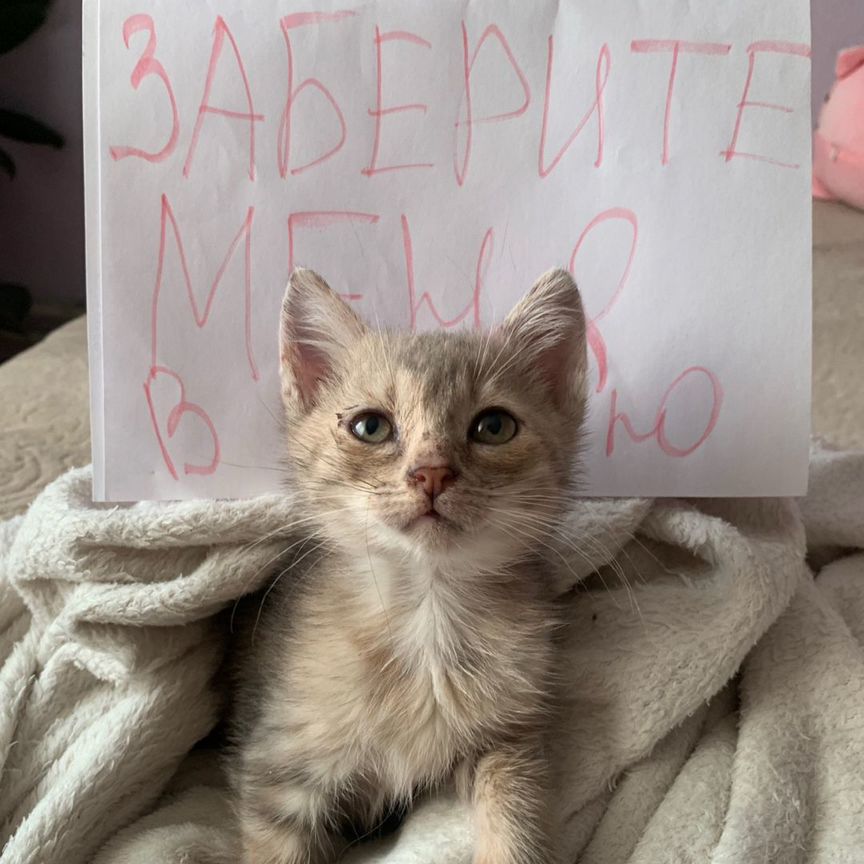 Котенок-девочка никому не нужна