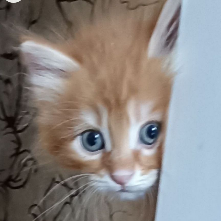 Котята Курильский бобтейл