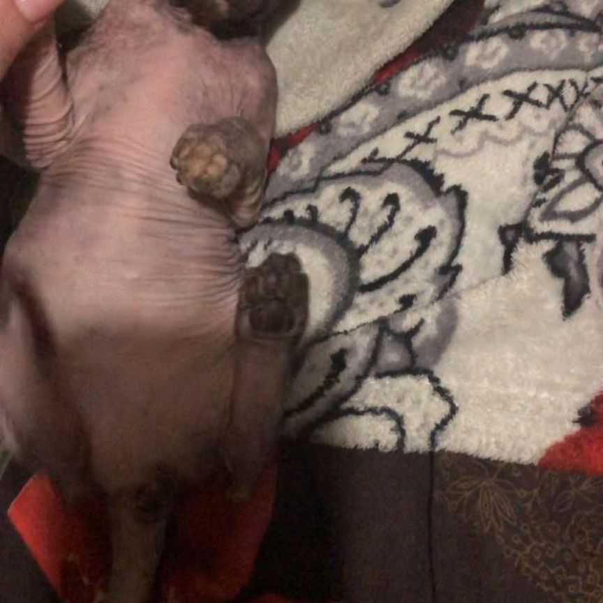 Канадская девочка