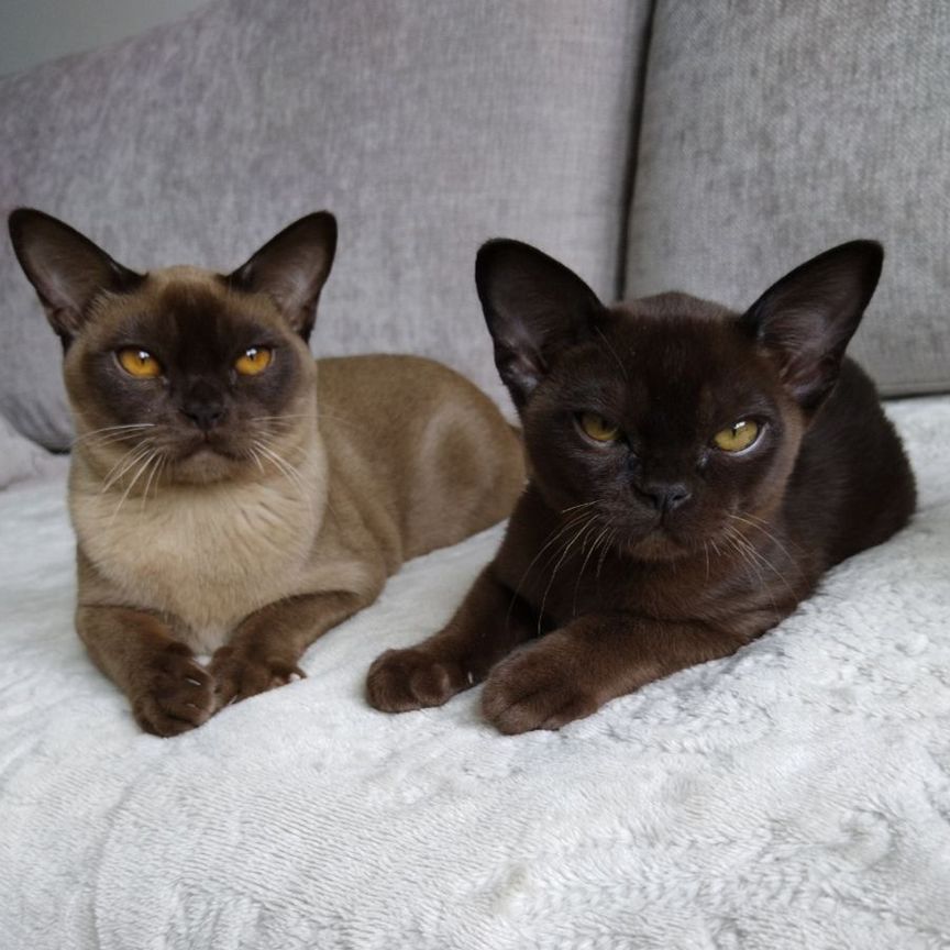 Бурманские котята