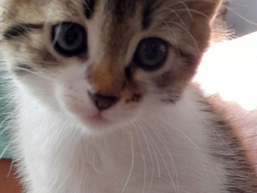 Котенок в подарок