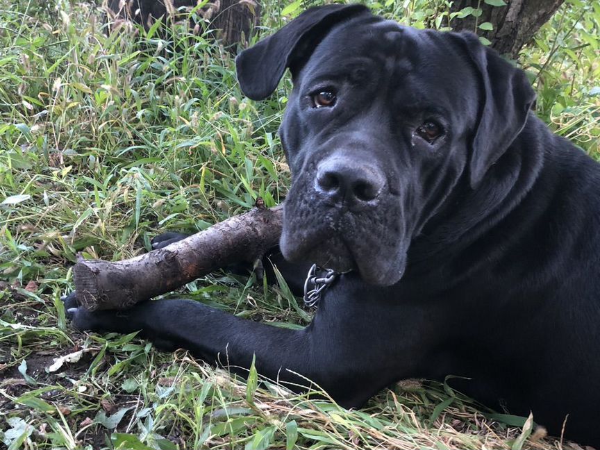 Кобель вязка Кане Корсо