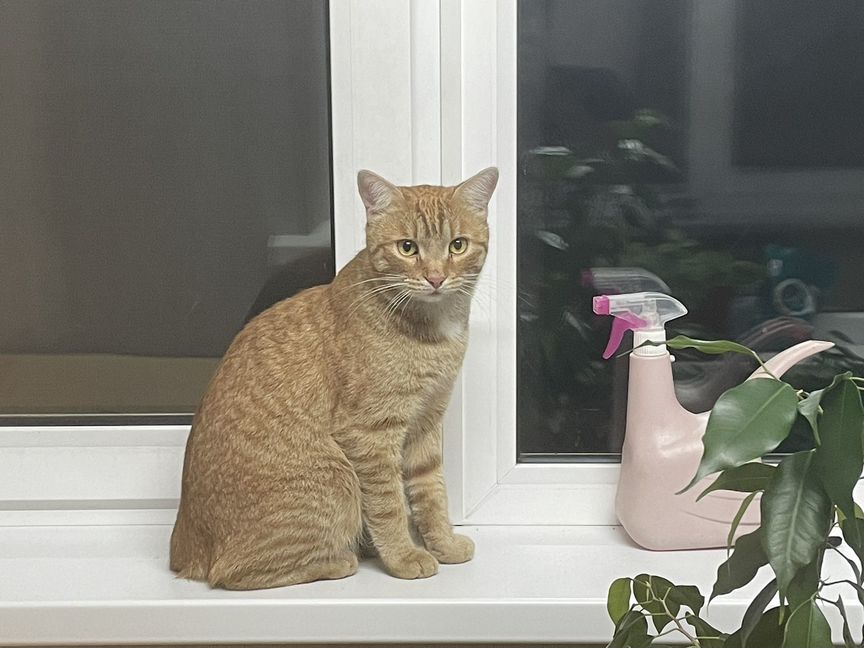 Кот в добрые руки