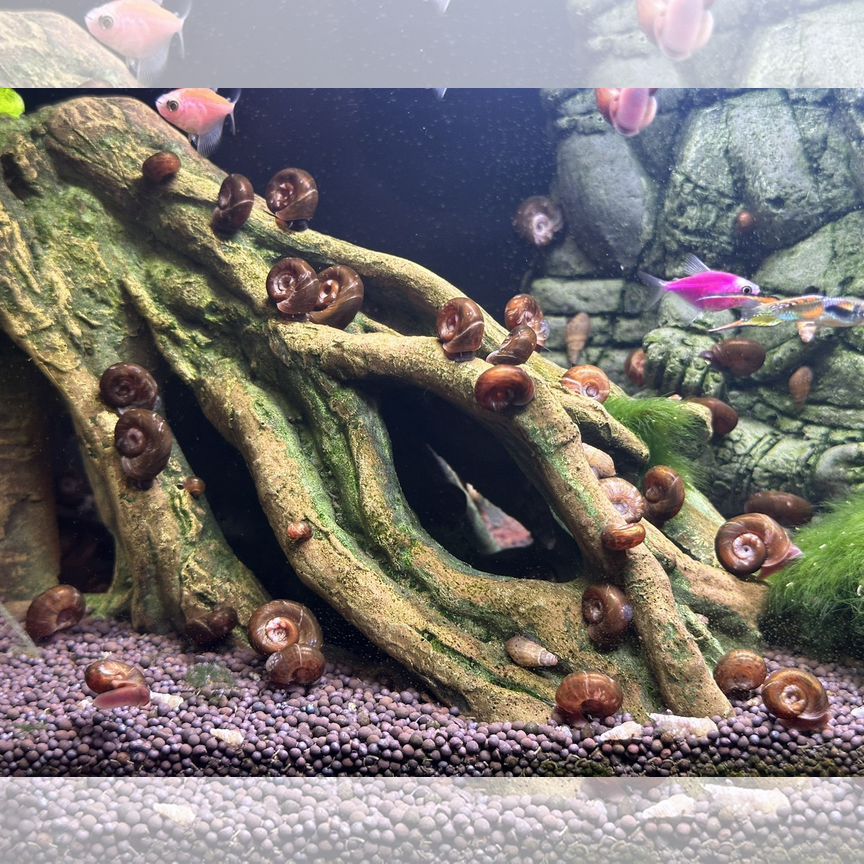 Улитки аквариумные