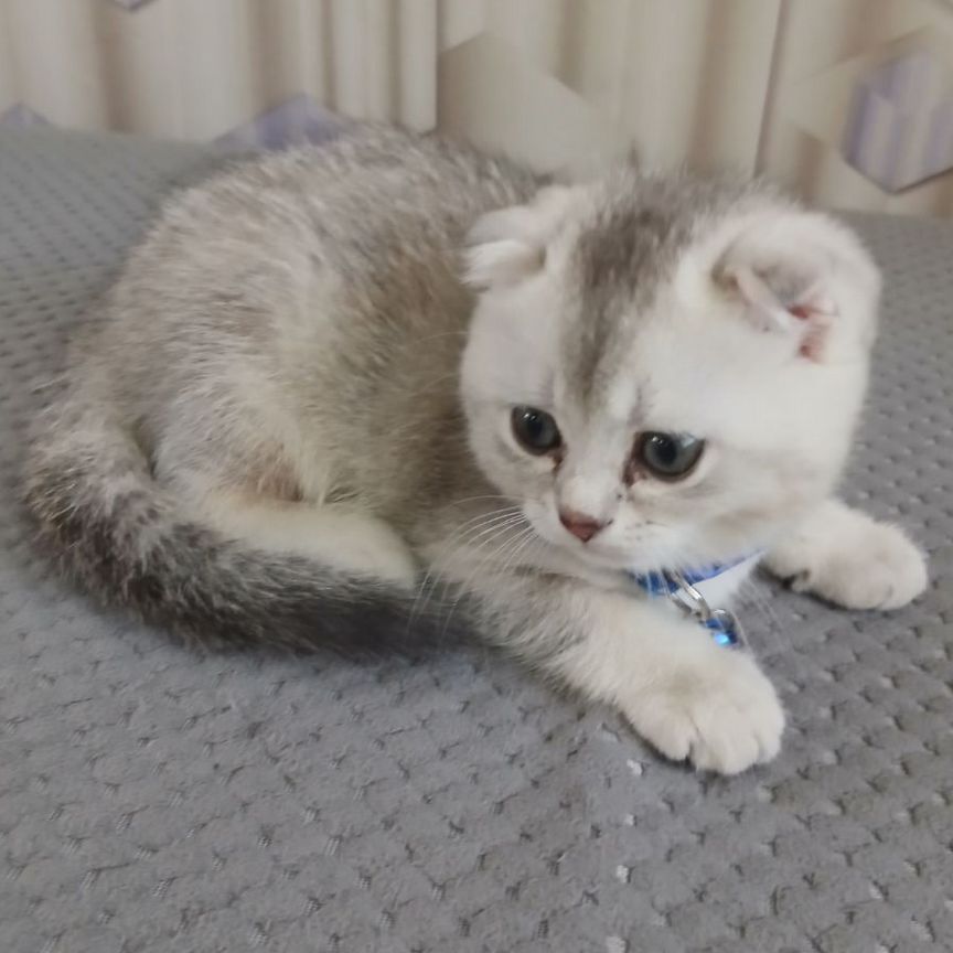 Шотландский вислоухий короткошёрстный котёнок