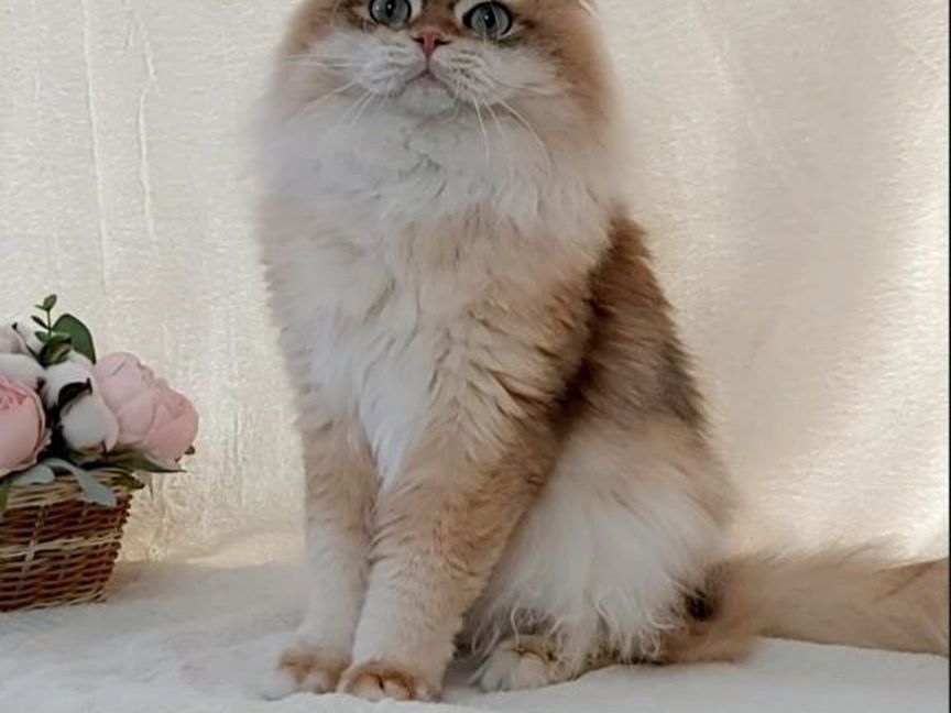 Брутальные Британцы
